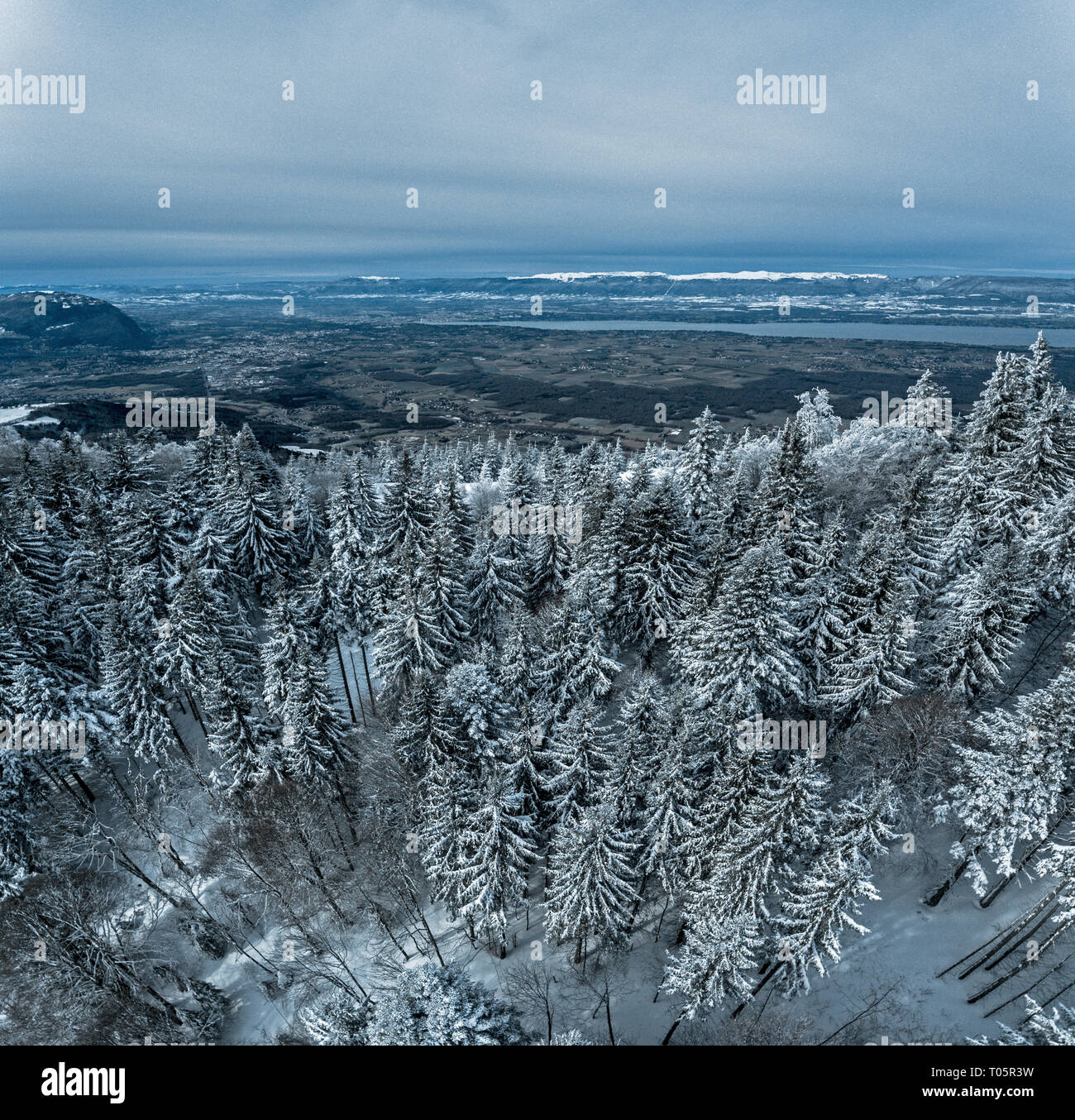 Stunning drone shots above a Snow covered forest landscape with views ...
