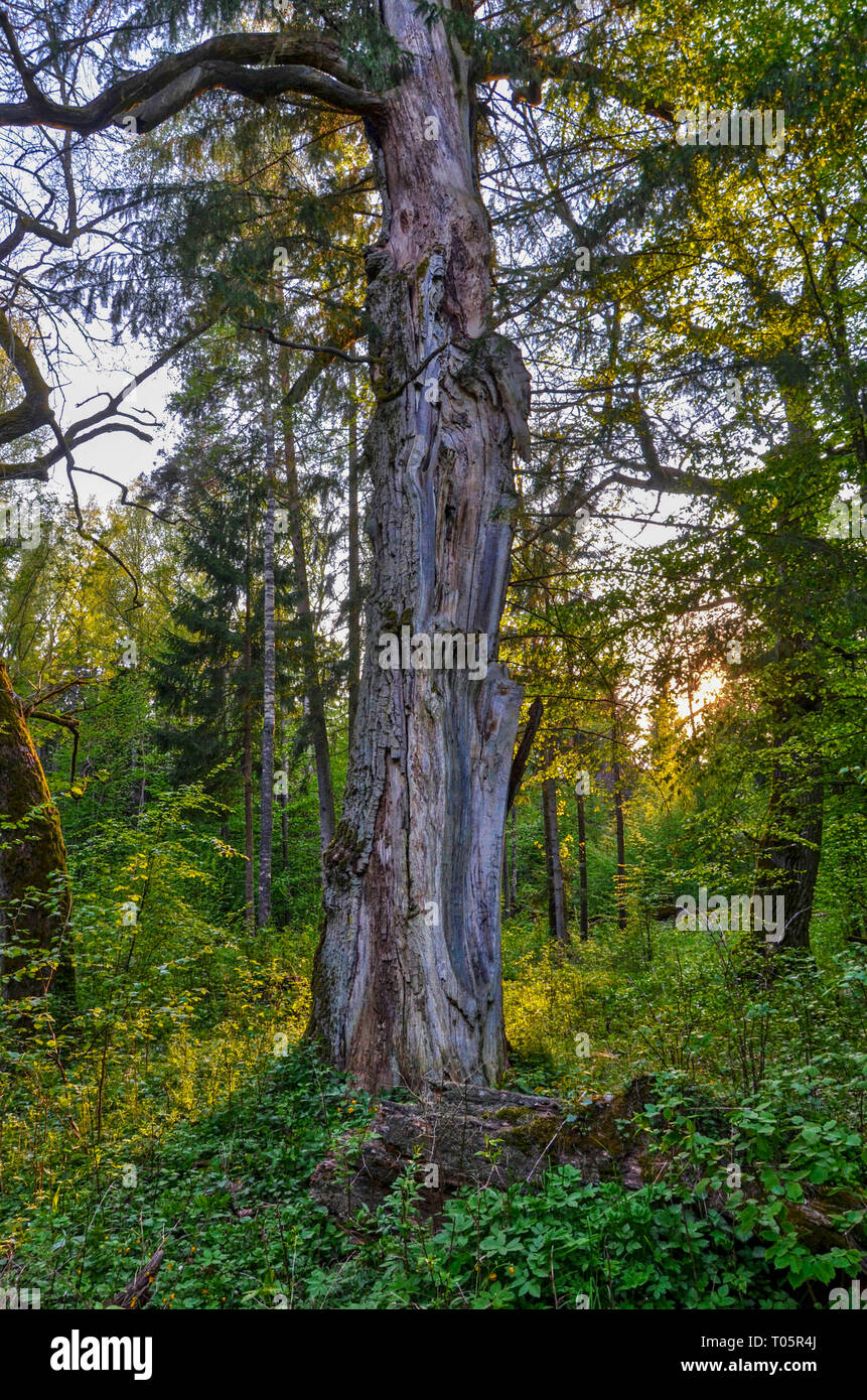 Destroyed tree in the middle of the forest with the sun piercing ...