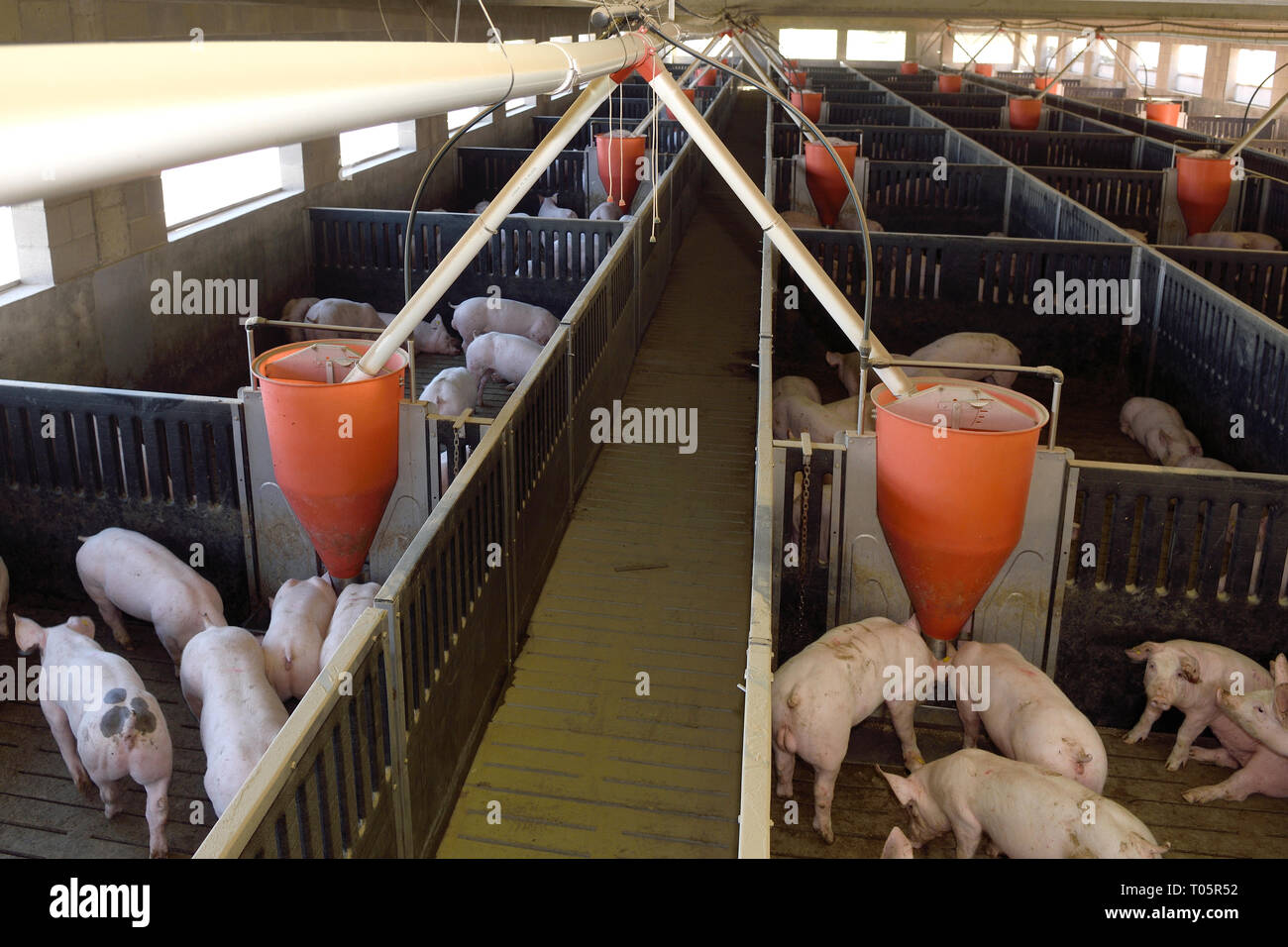 inside a pig farm Stock Photo - Alamy