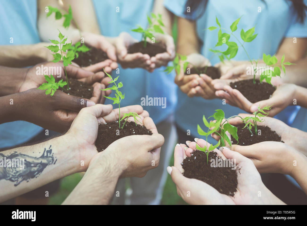 Volunteer seedling hi-res stock photography and images - Alamy