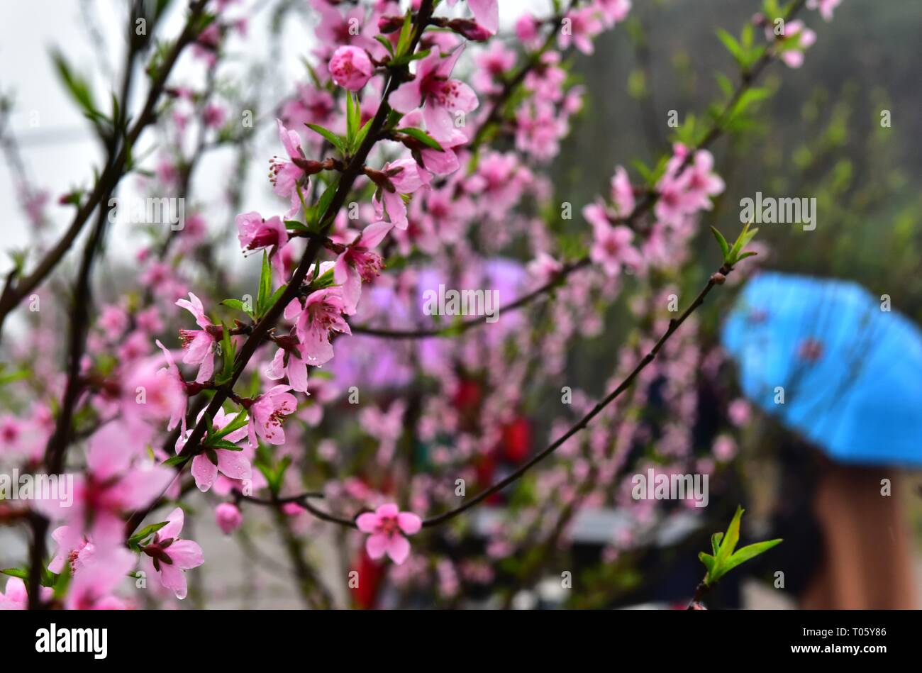 Yongzhou, China's Hunan Province. 17th Mar, 2019. Flowers in blossom ...