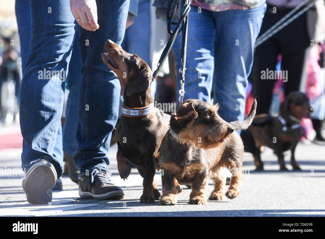 Munich, Germany. 17th Mar, 2019. Dachshunds are led on a leash during a ...