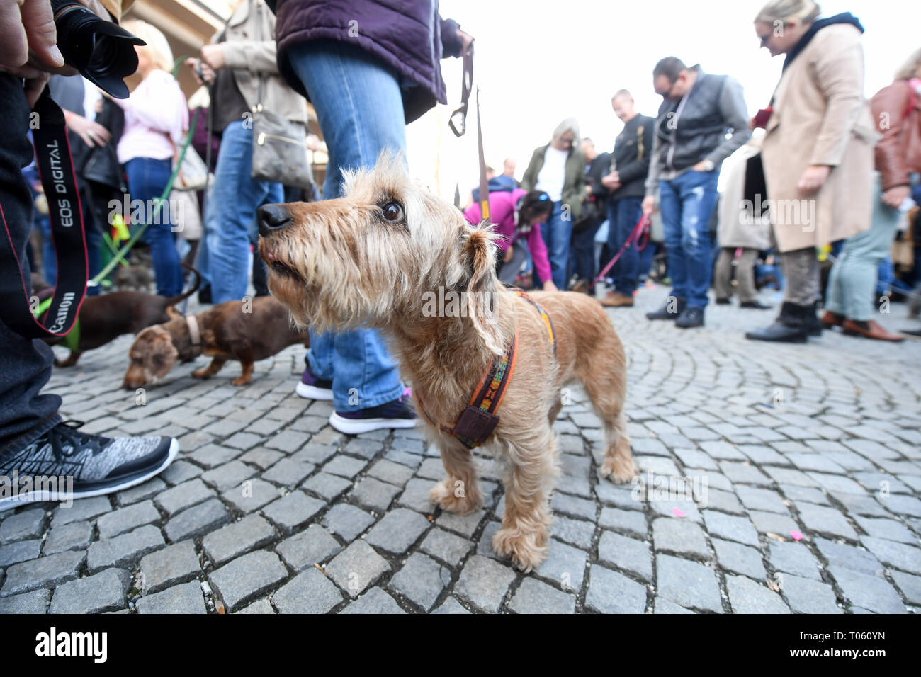 Munich, Germany. 17th Mar, 2019. A dachshund is led on a leash during a ...