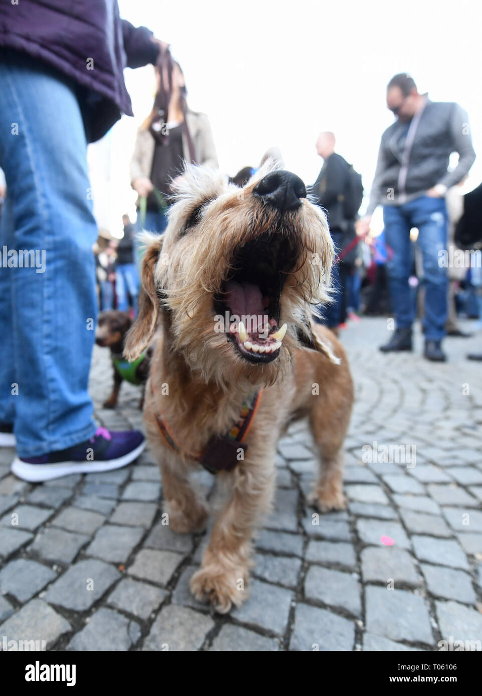 Munich, Germany. 17th Mar, 2019. A dachshund opens his mouth at a ...
