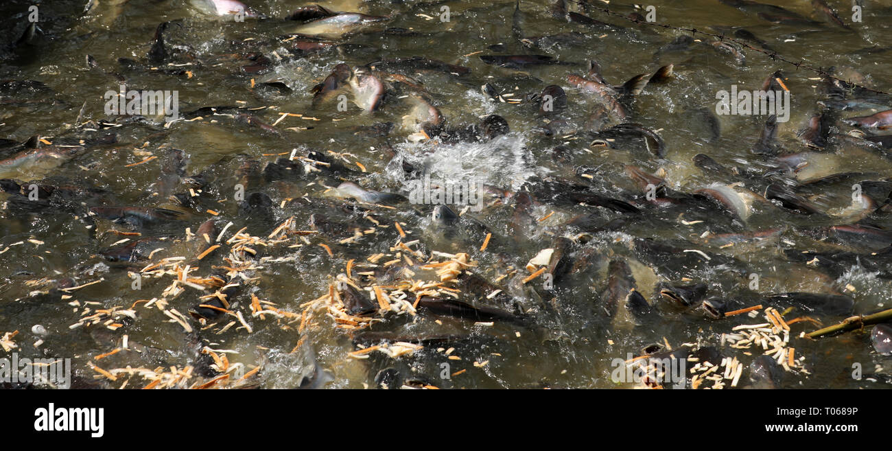 Fish in the river Chao Praya in Bangkok Stock Photo - Alamy