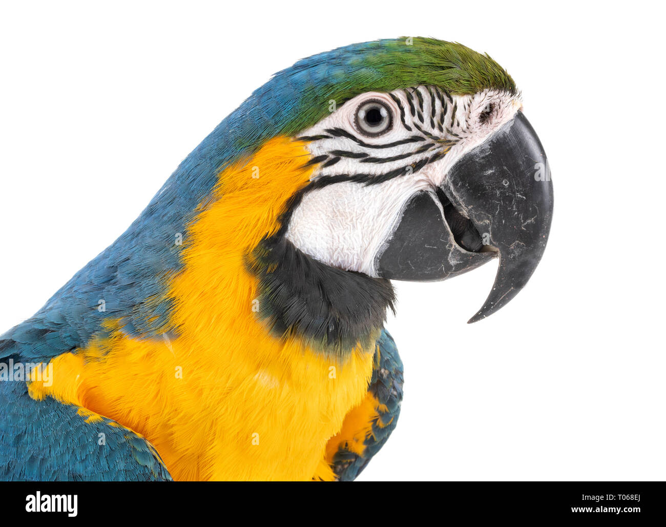 ara ararauna in front of white background Stock Photo - Alamy