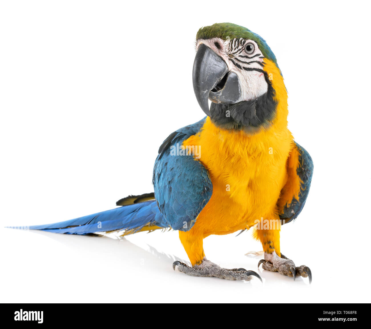 ara ararauna in front of white background Stock Photo - Alamy