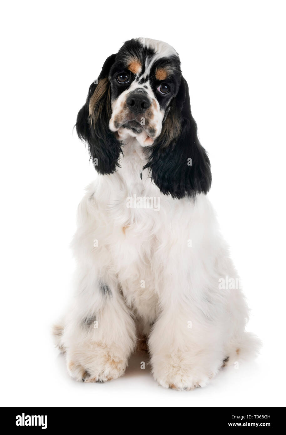 american cocker spaniel in front of white background Stock Photo - Alamy