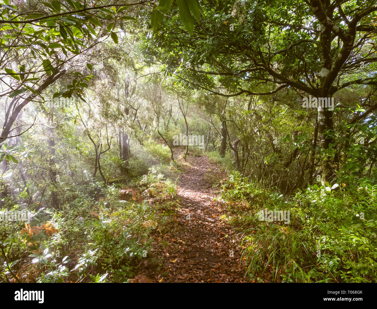 Path in a forest on the Madeira Island, Portugal Stock Photo - Alamy