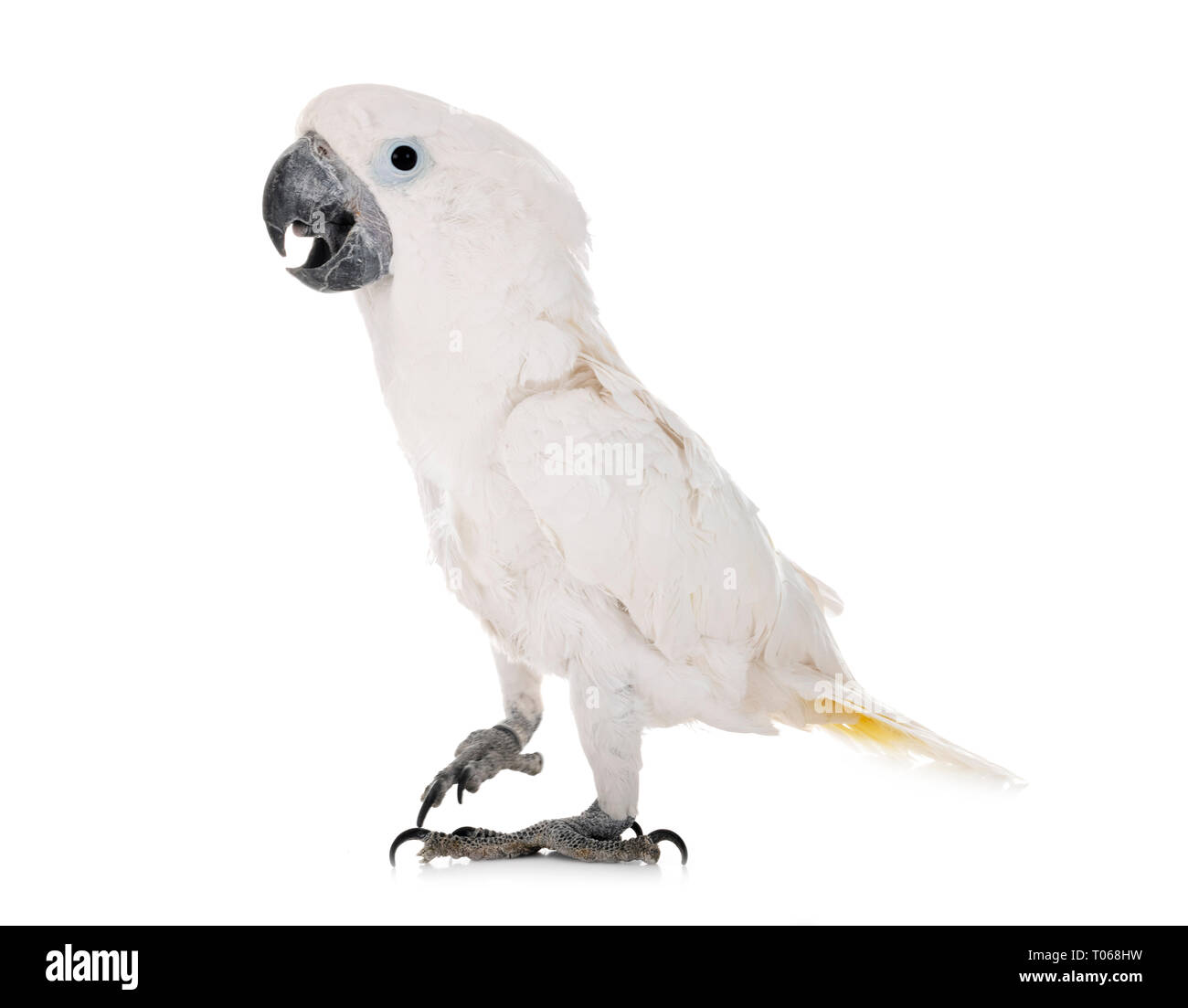 White cockatoo in front of white background Stock Photo - Alamy