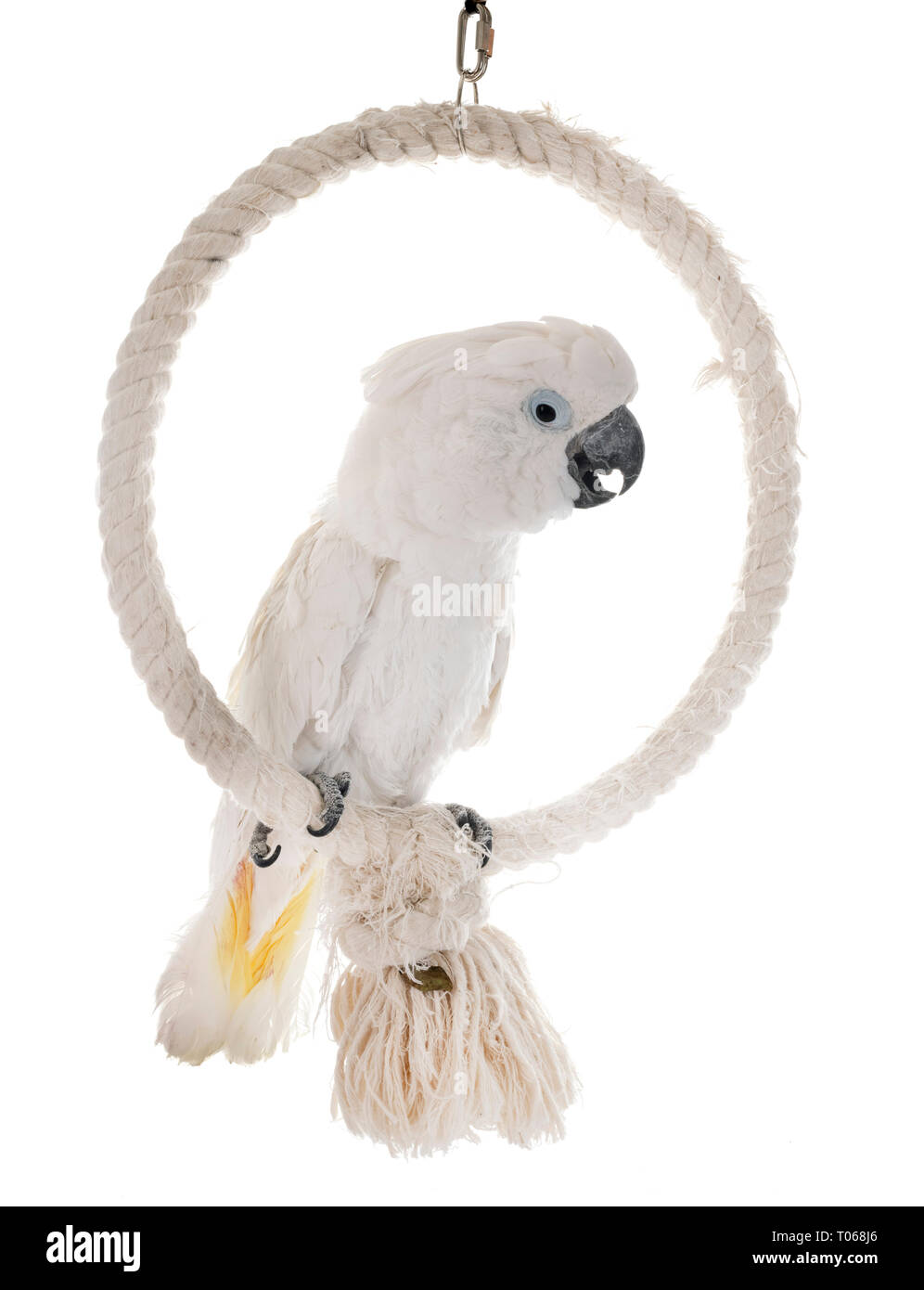 White cockatoo in front of white background Stock Photo - Alamy