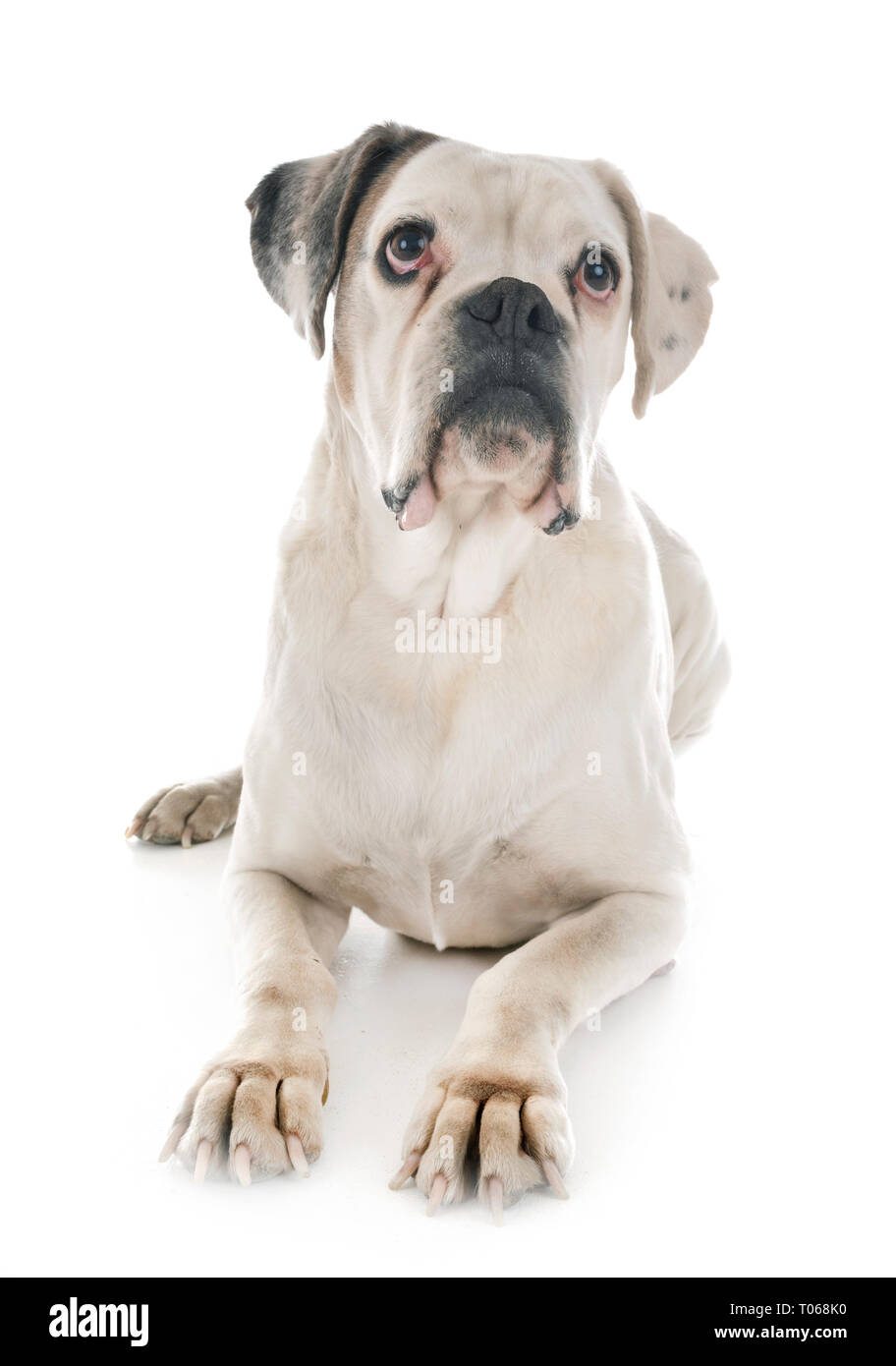 Senior boxer dog hi-res stock photography and images - Alamy