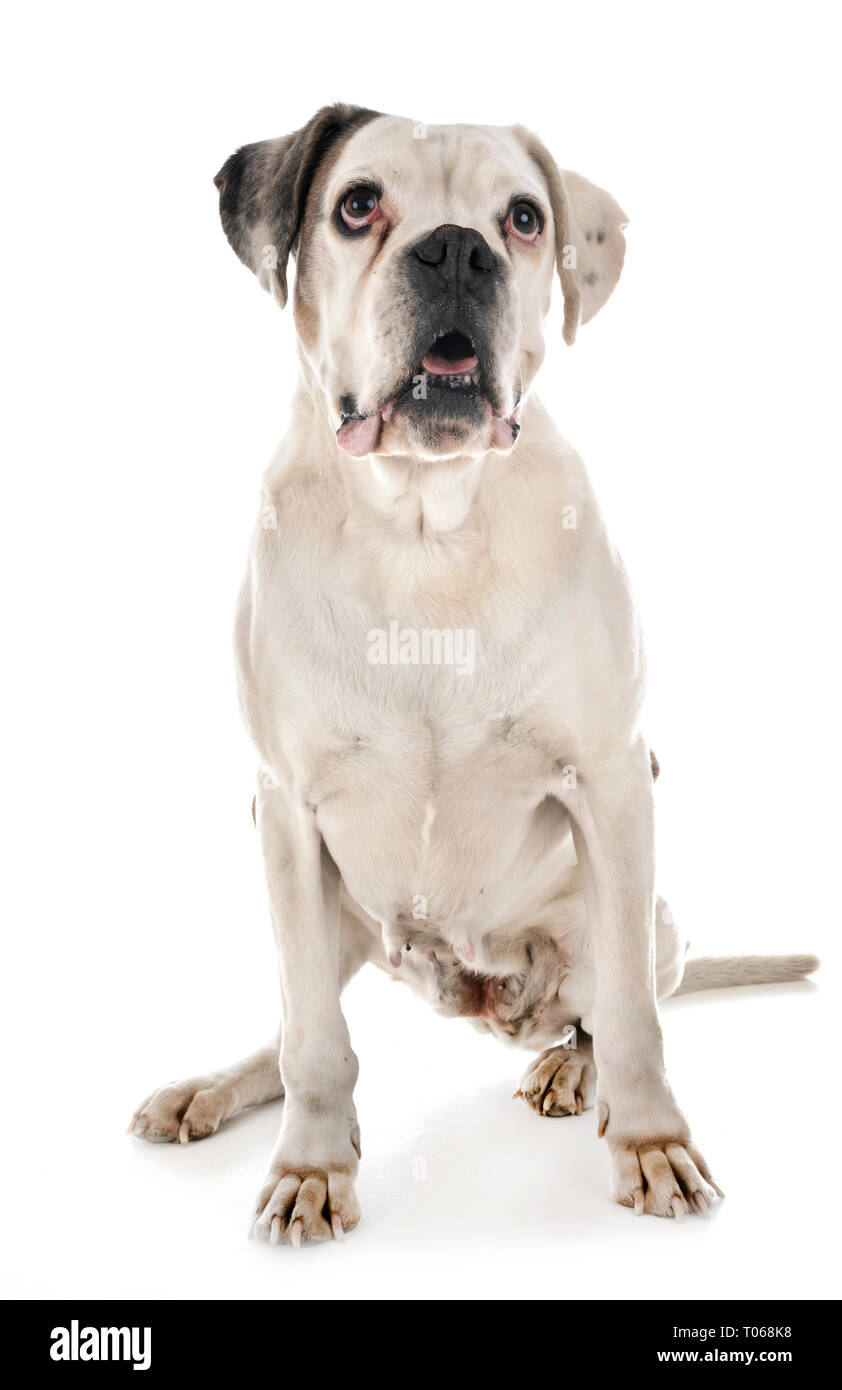 Senior boxer dog hi-res stock photography and images - Alamy