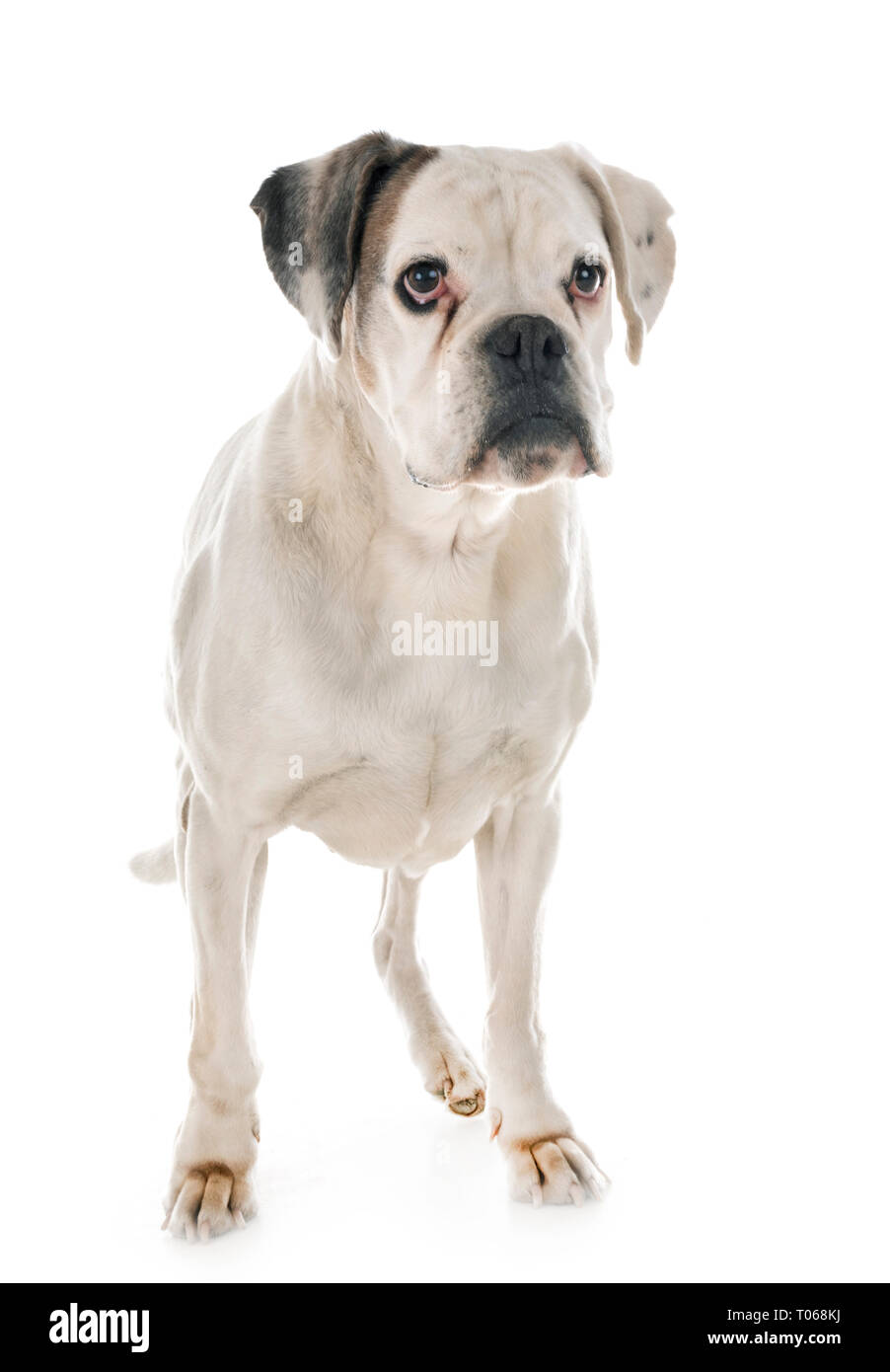 Senior boxer dog hi-res stock photography and images - Alamy