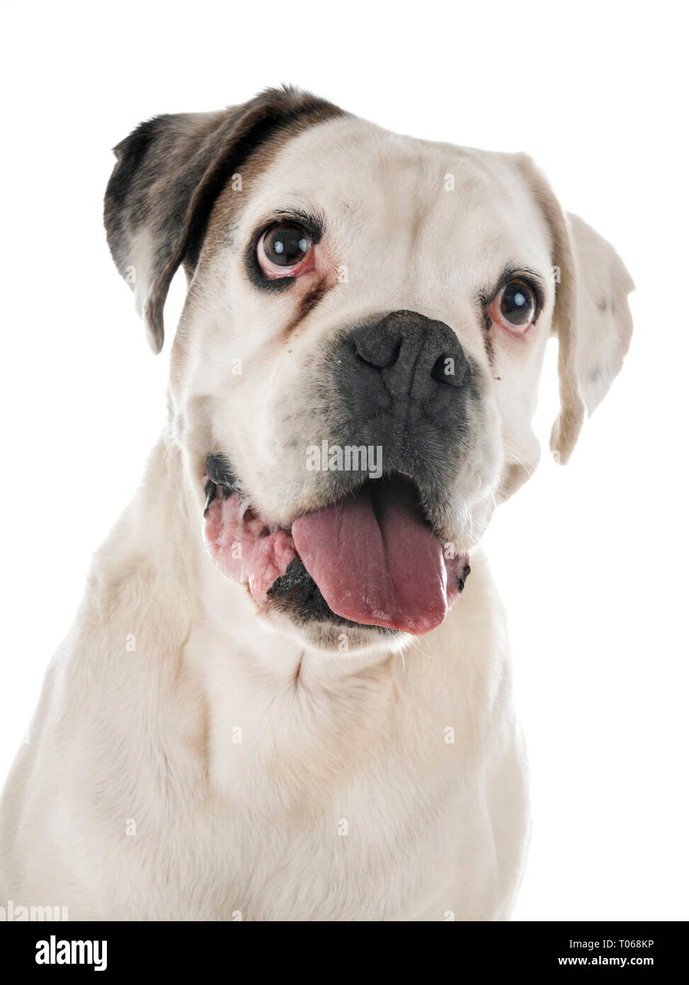 white boxer in front of white background Stock Photo - Alamy