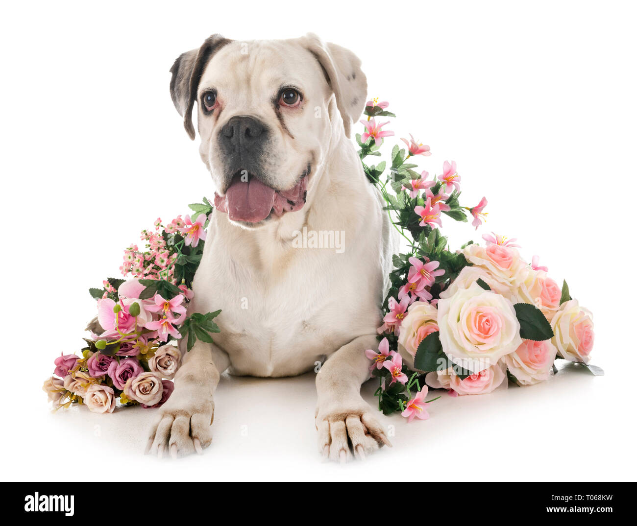 Senior boxer dog hi-res stock photography and images - Alamy