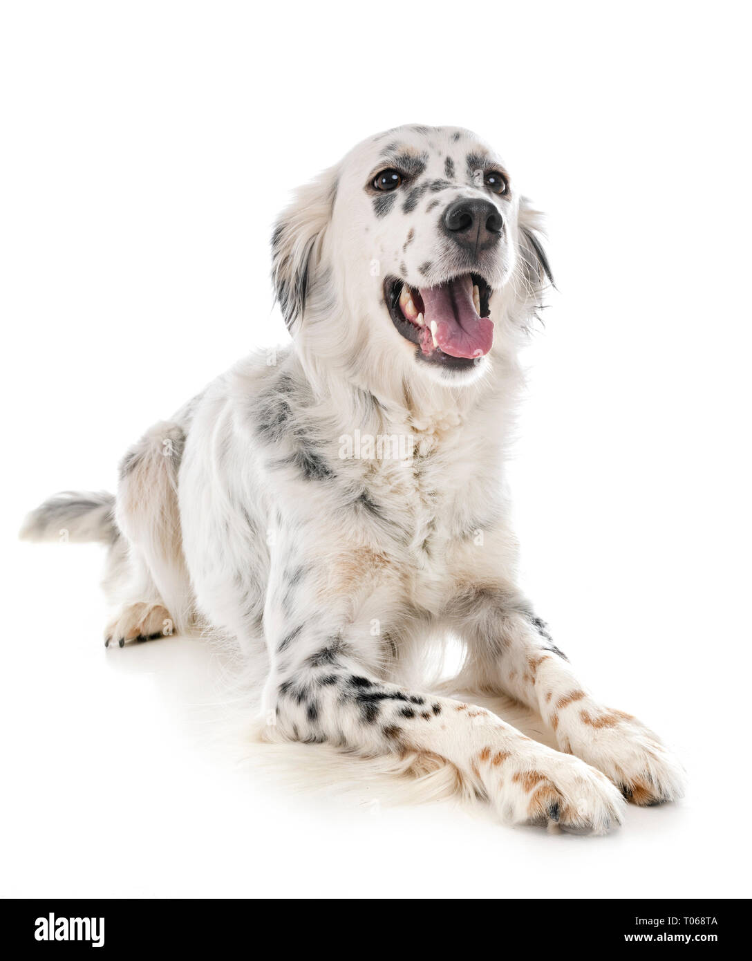 English setter Cut Out Stock Images & Pictures - Alamy