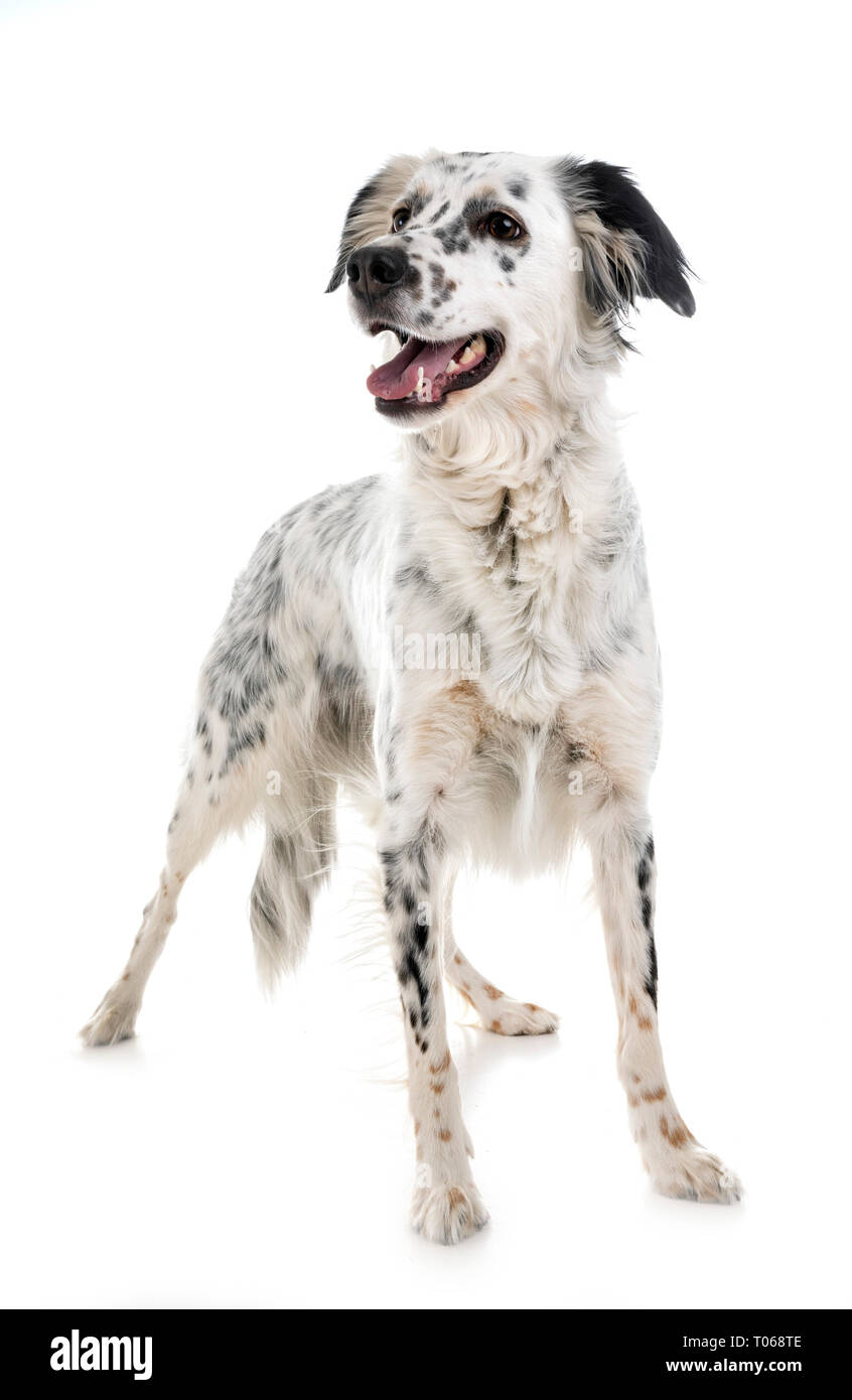 English setter Cut Out Stock Images & Pictures - Alamy