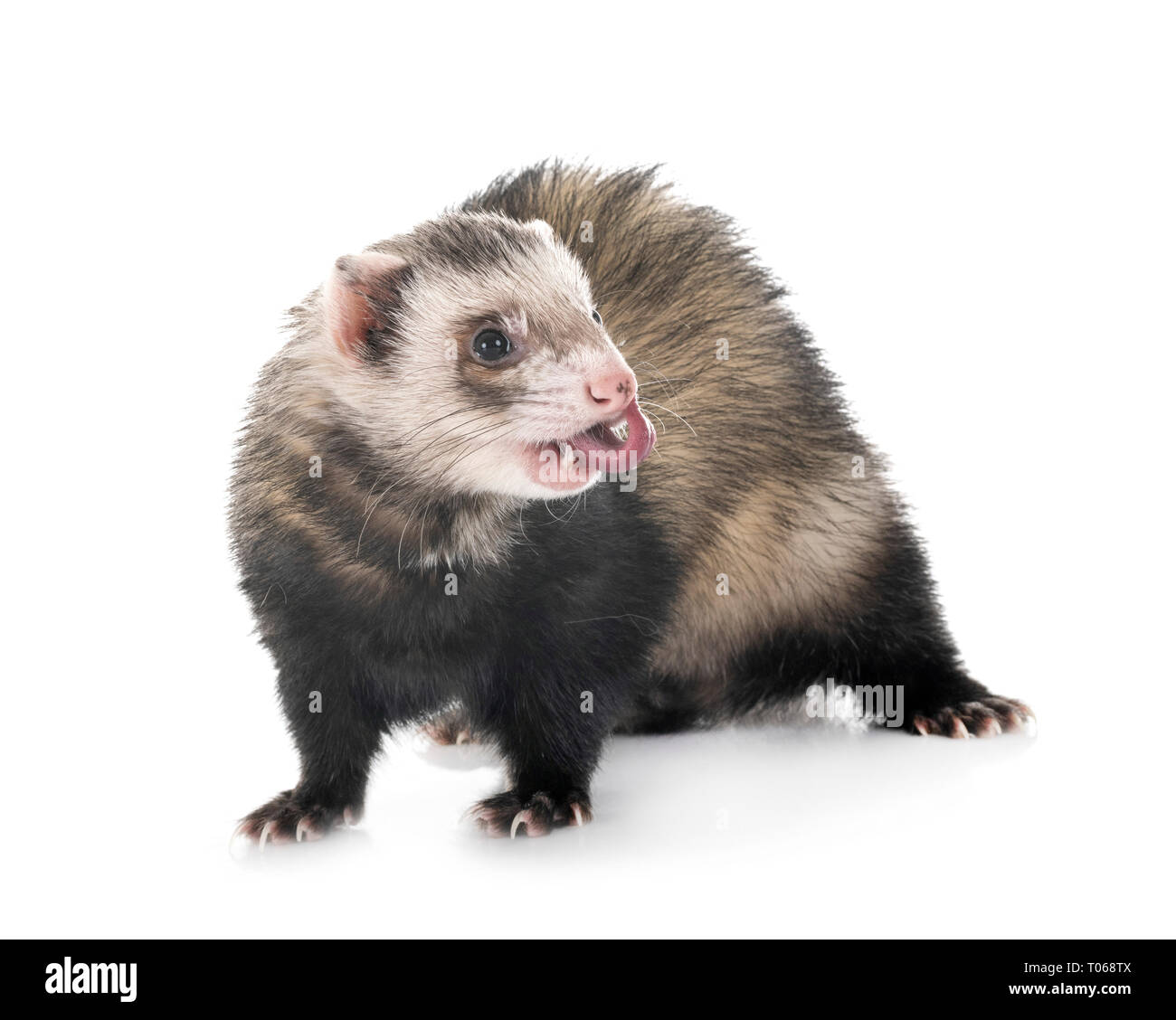 brown ferret in front of white background Stock Photo - Alamy