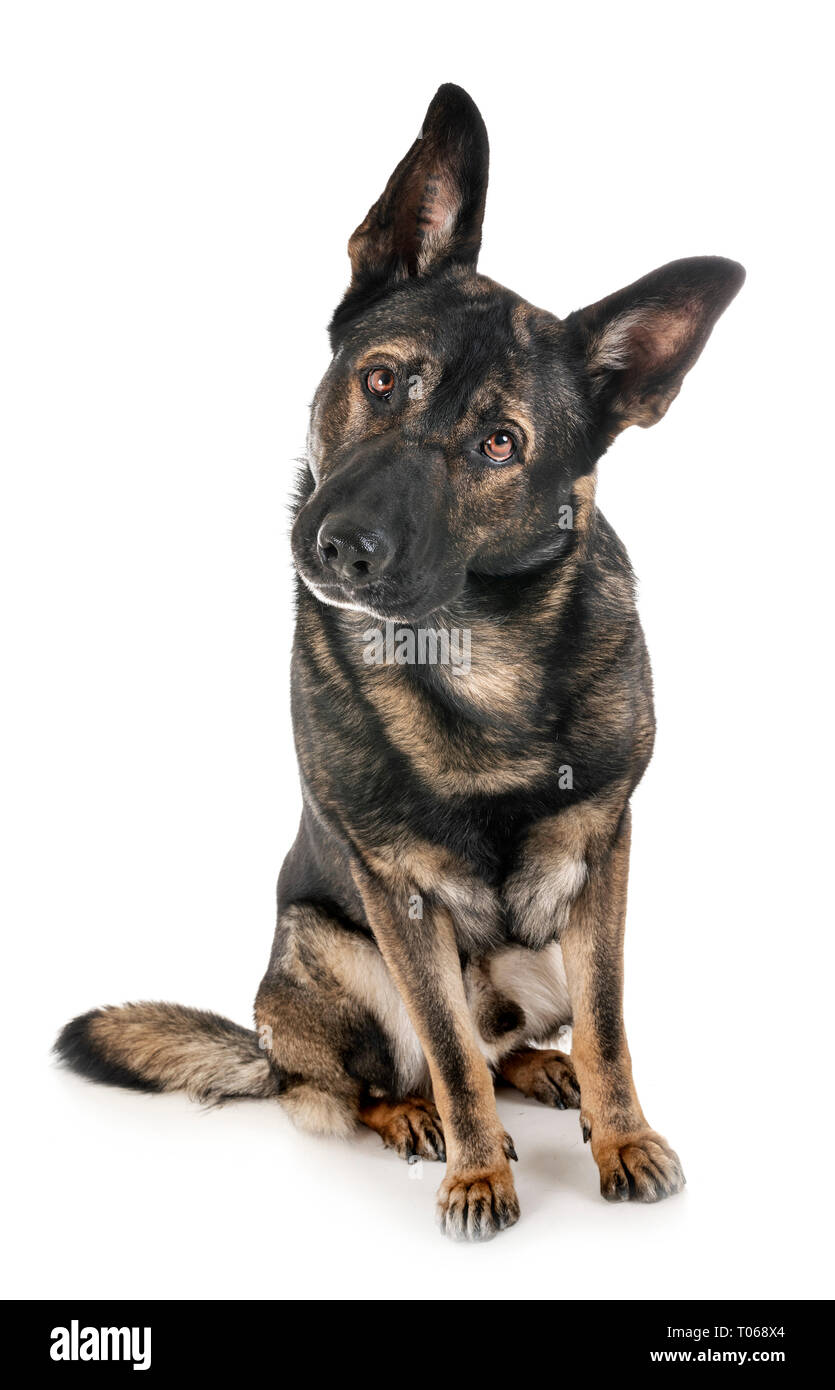 gray german shepherd in front of white background Stock Photo - Alamy