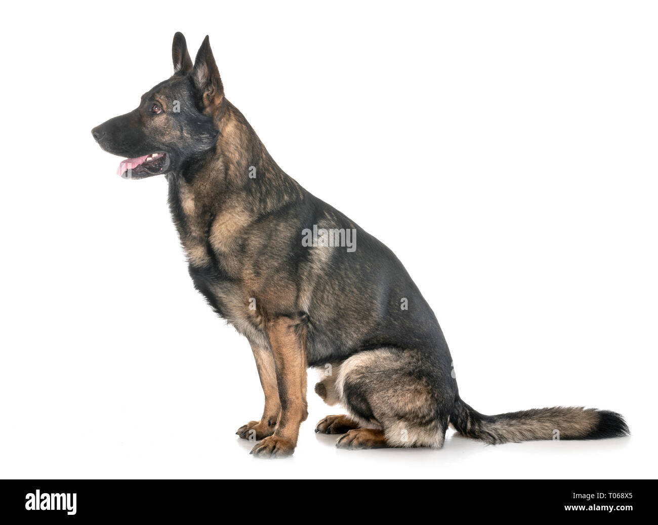 gray german shepherd in front of white background Stock Photo - Alamy