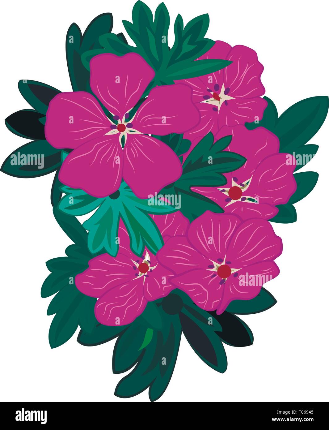 Geranium vector illustration on a white background Stock Vector Image ...