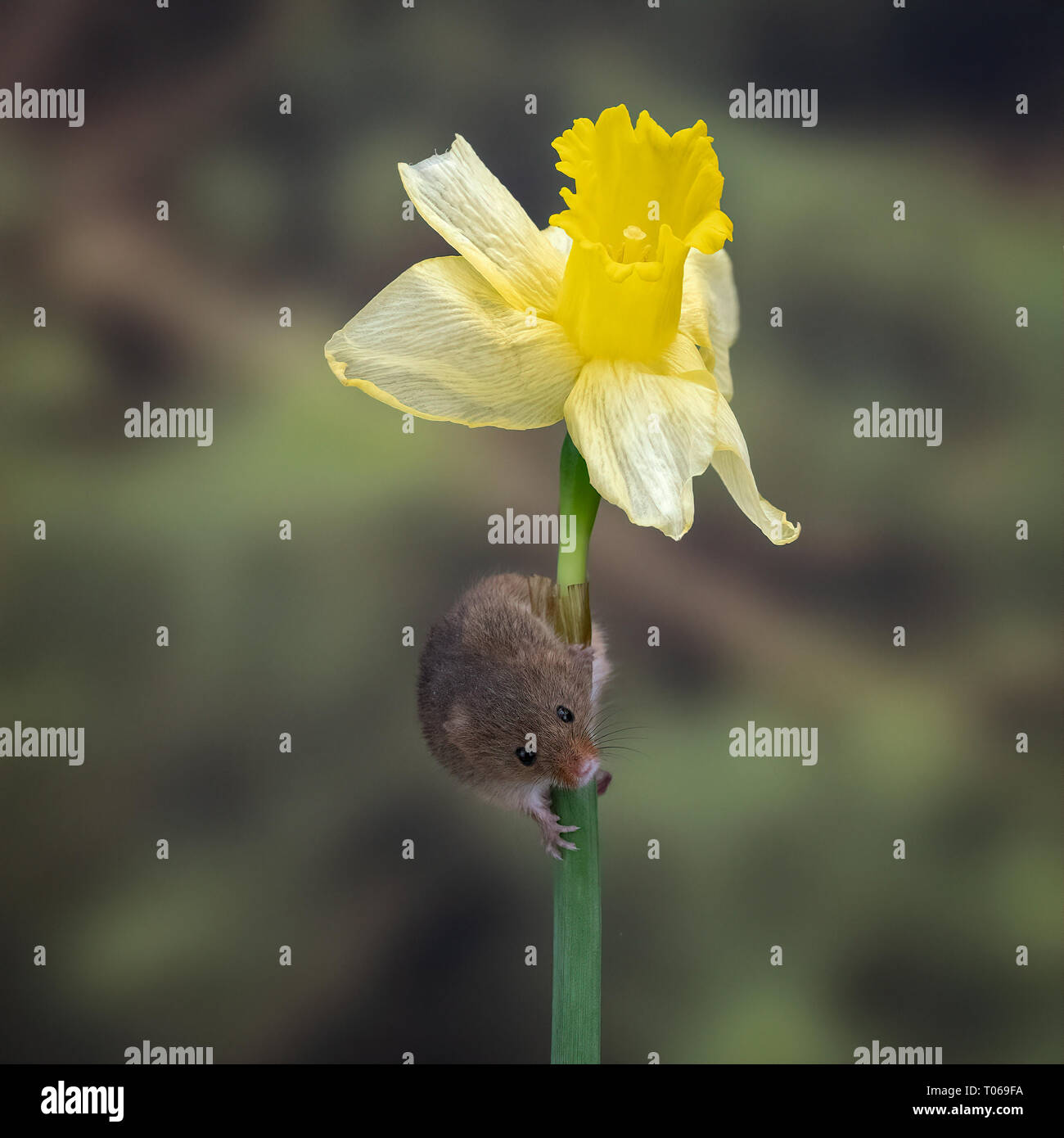 Mouse flower hi-res stock photography and images - Alamy