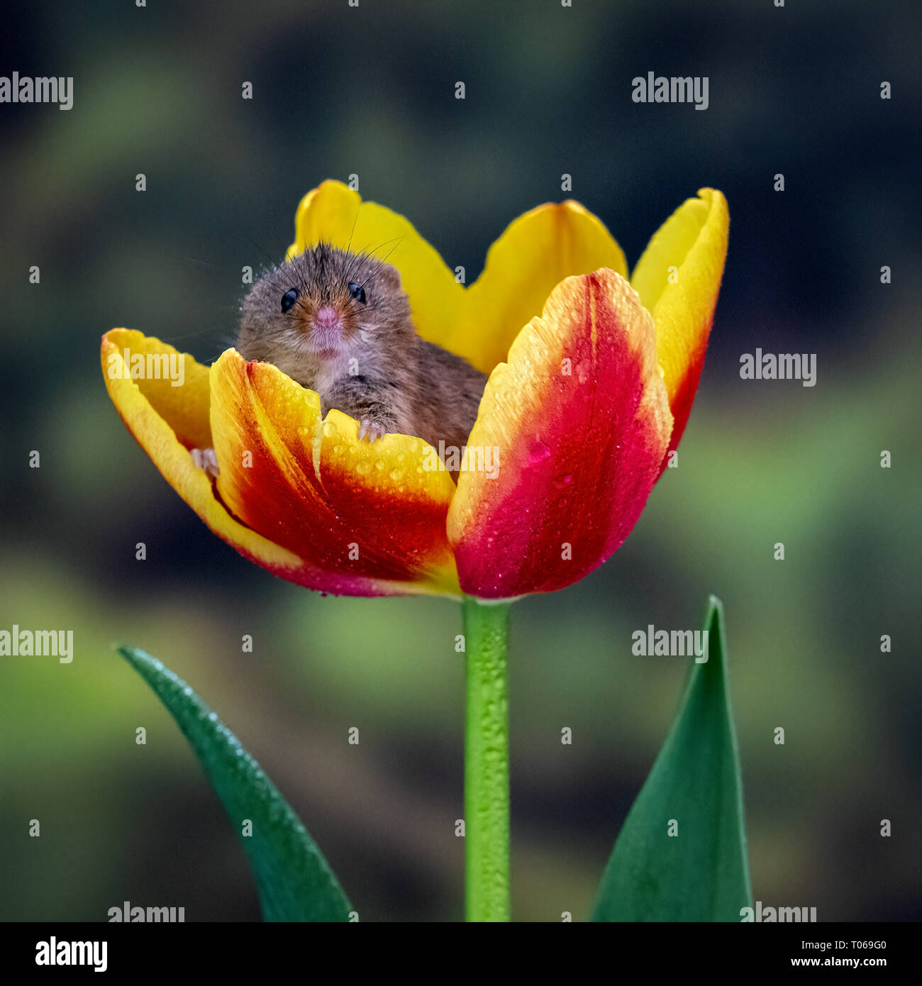 Harvest Mouse (Micromys minutus) inside a yellow red Tulip Stock Photo ...