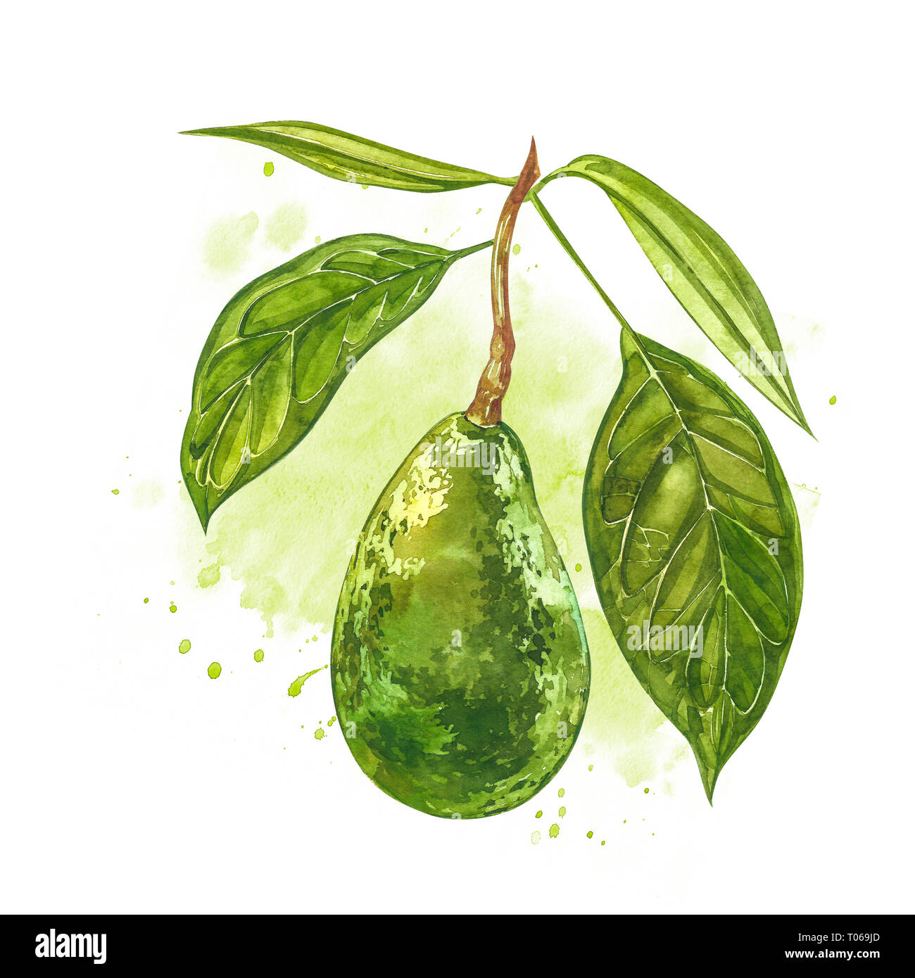 Avocado watercolor hand draw illustration isolated on white background ...