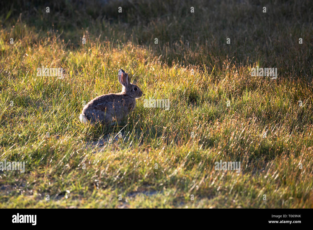 American jack rabbit hi-res stock photography and images - Alamy