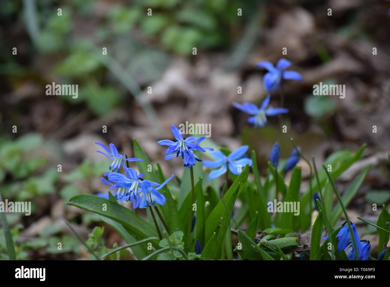 Squill in the forest hi-res stock photography and images - Alamy