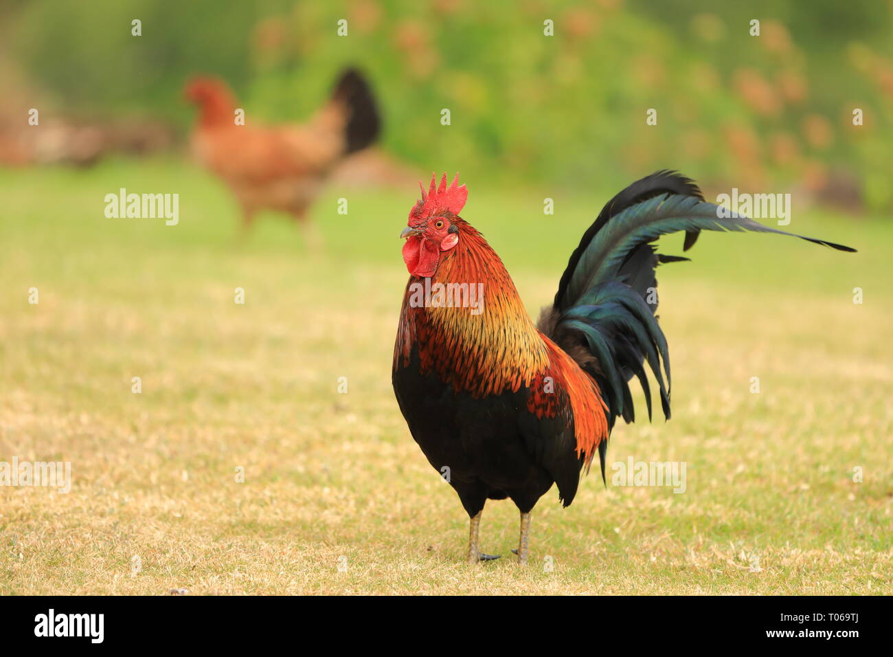 Kauai rooster hi-res stock photography and images - Alamy