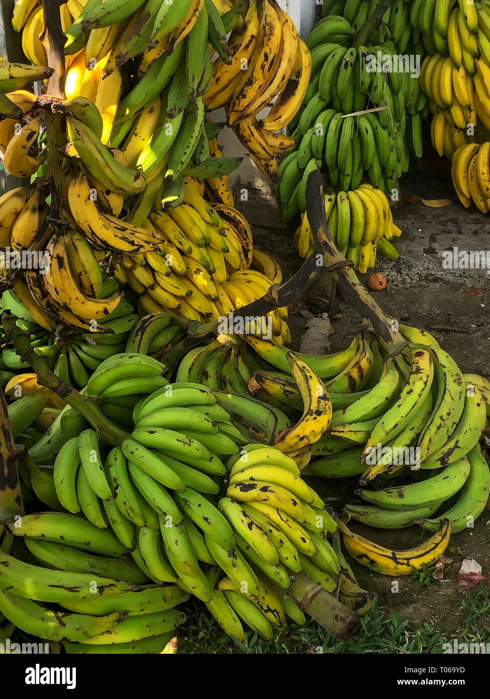 Bunches of bananas are stacked up in piles awaiting their turn at the ...