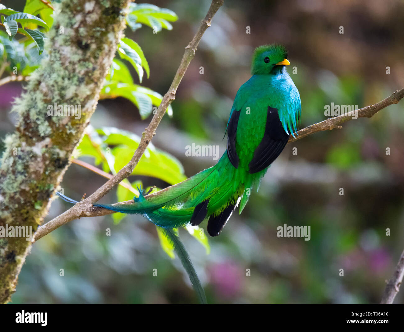 Resplendent Quetzal male rests on a branch with its long tail draped ...