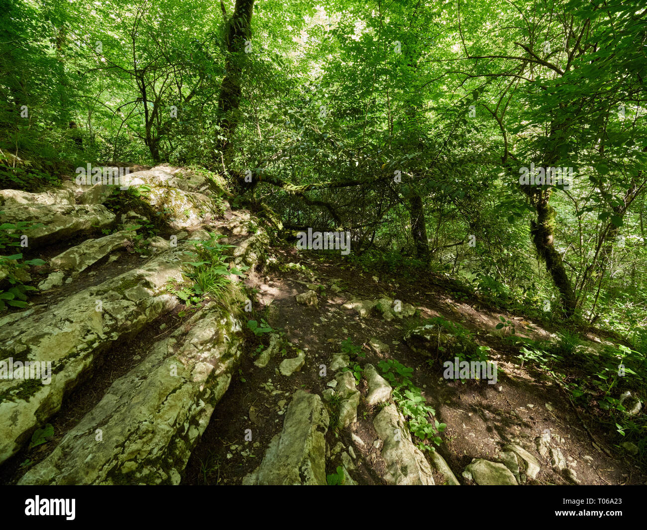 Hiking rocky path in a dense green forest Stock Photo - Alamy