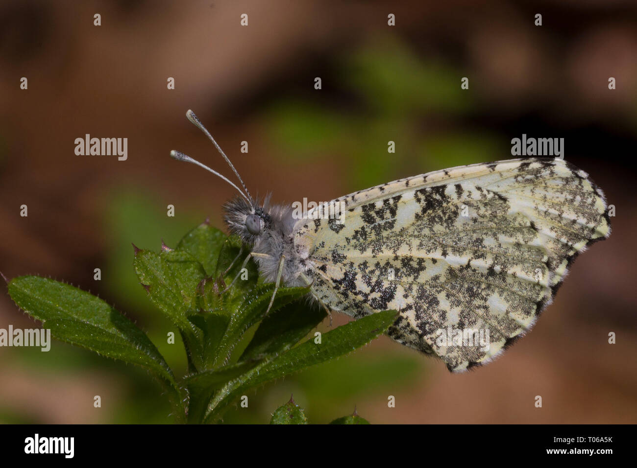 Falcate hi-res stock photography and images - Alamy