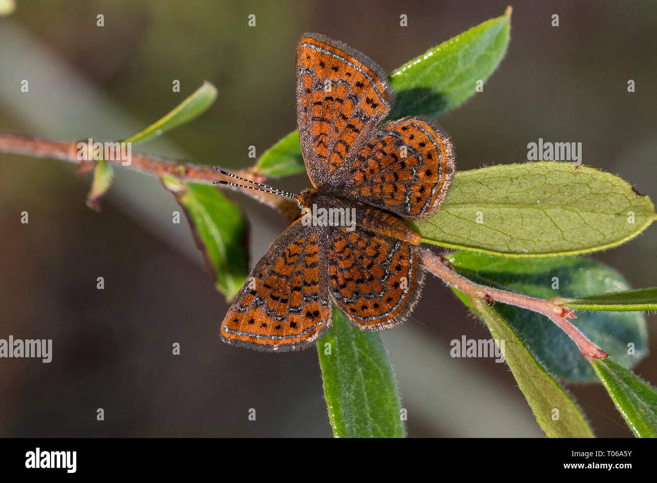 Metalmark butterfly hi-res stock photography and images - Alamy