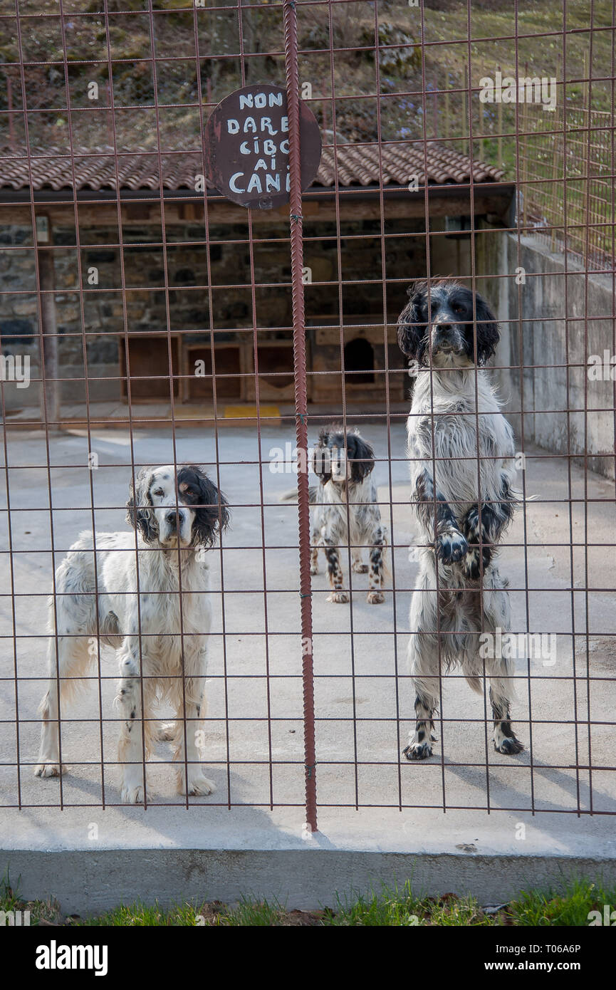hunting dogs locked up in fence Stock Photo - Alamy