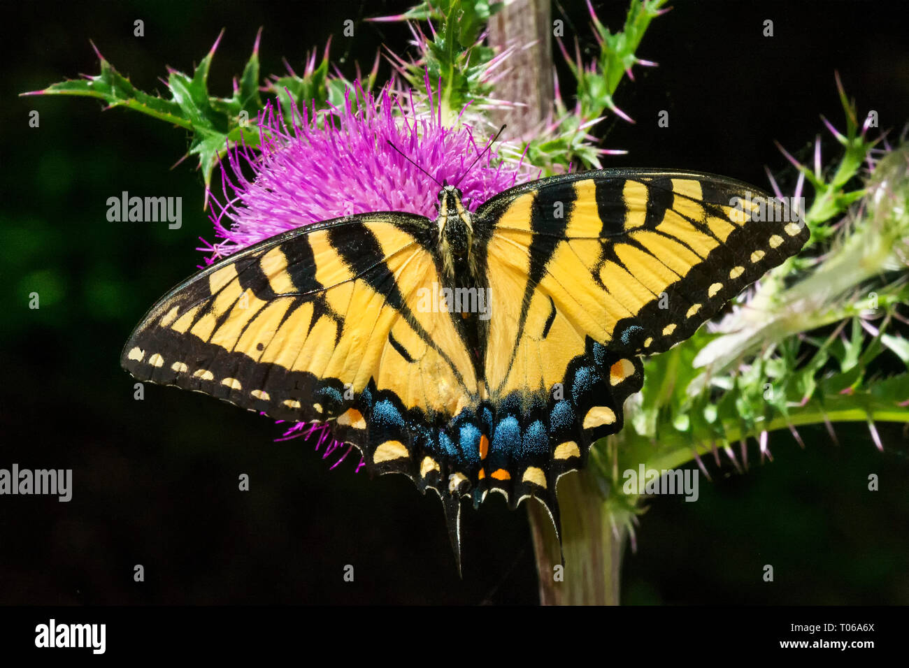 Fabulous Eastern Tiger Swallowtail on Purple Thistle Flower Stock Photo ...