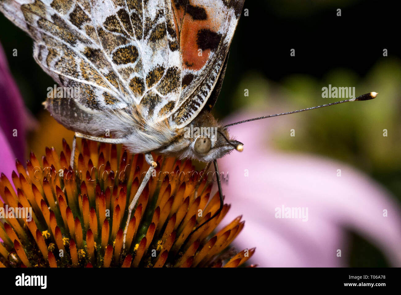 Monarch butterfly cone flowers hi-res stock photography and images - Alamy