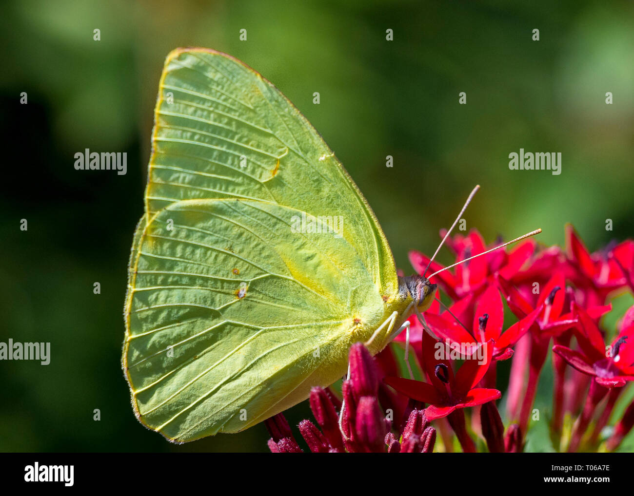 Red and yellow butterfly hi-res stock photography and images - Alamy