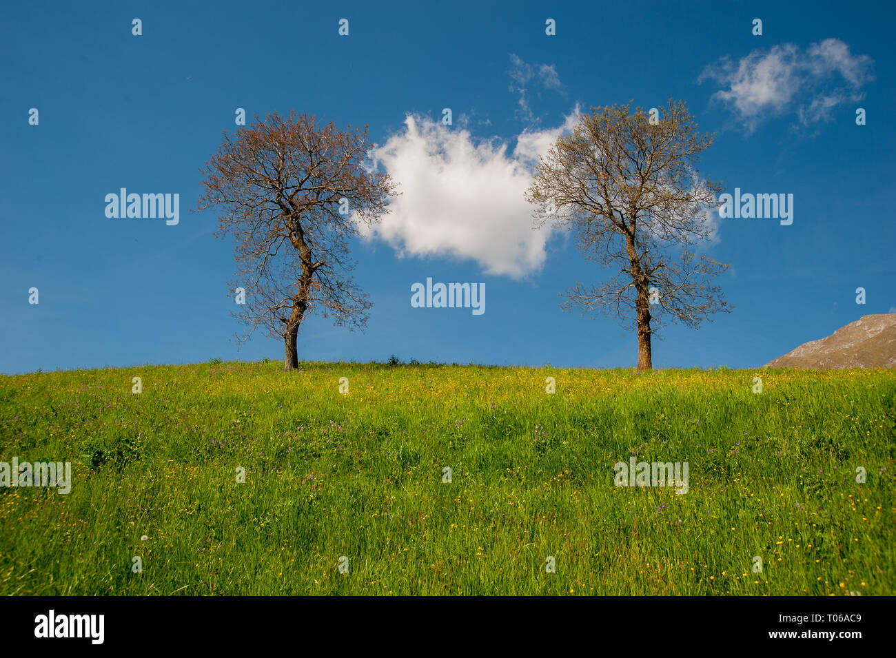 blooming tree in spring Stock Photo - Alamy