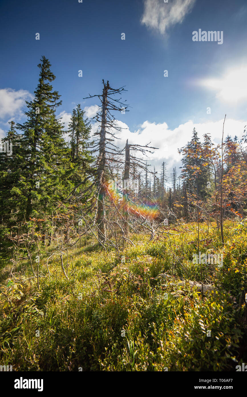 Withered trees in dead forest photo with colorful lens flare Stock ...