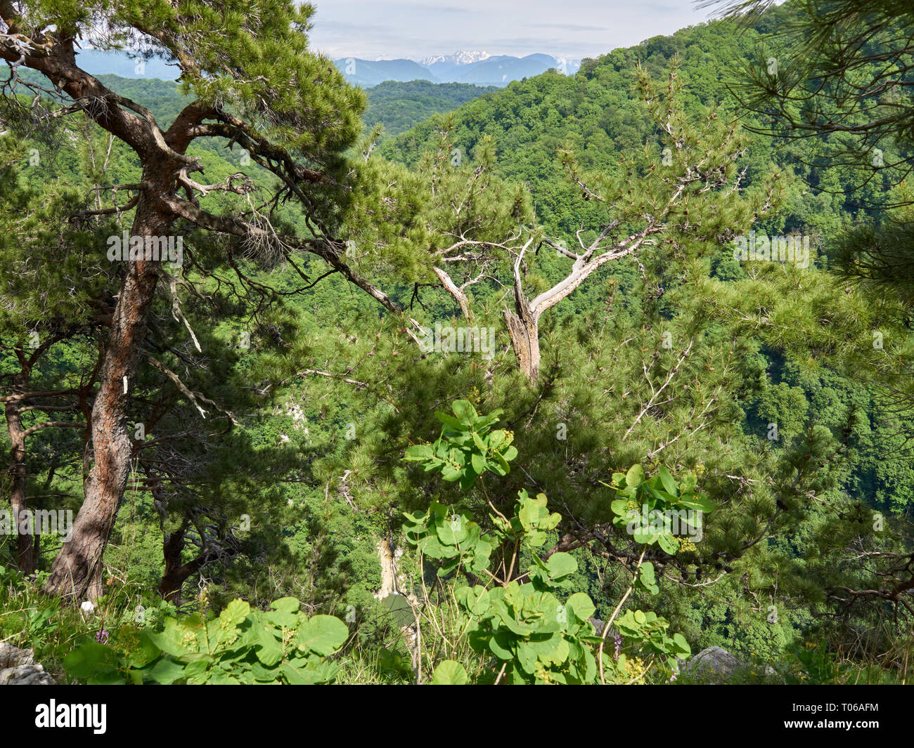 High pine tree on a hillside among green forests and mountains on the ...