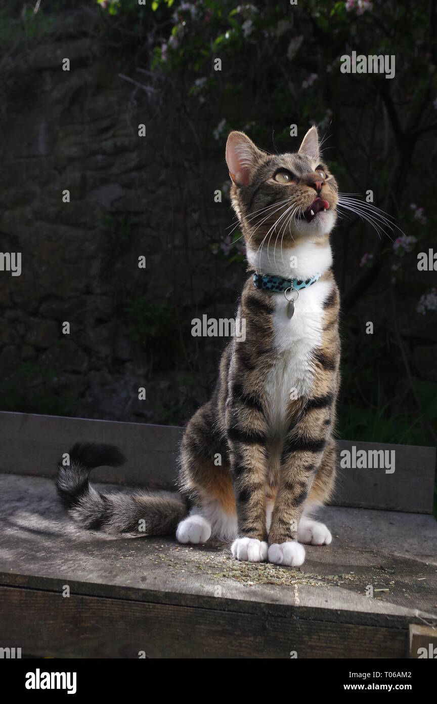 Cat sat on garden wall hi-res stock photography and images - Alamy