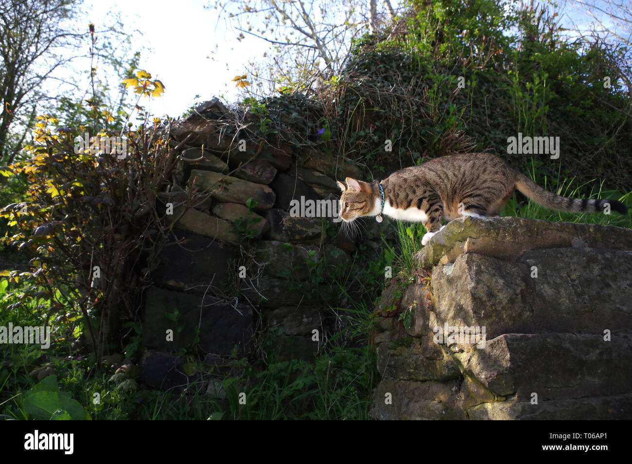 Overgrown Rockery High Resolution Stock Photography and Images - Alamy