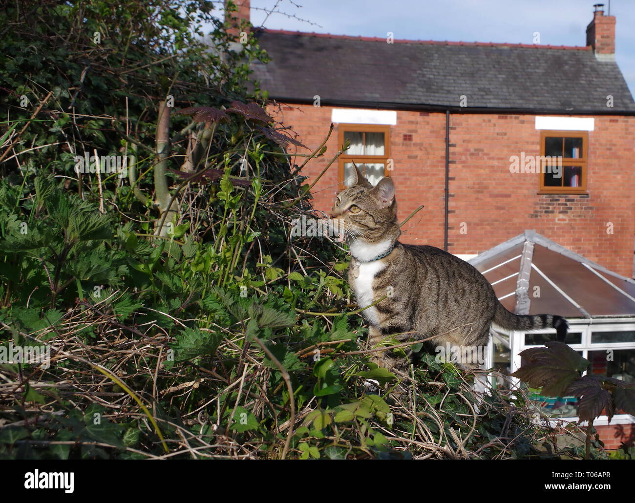 Overgrown Rockery High Resolution Stock Photography and Images - Alamy