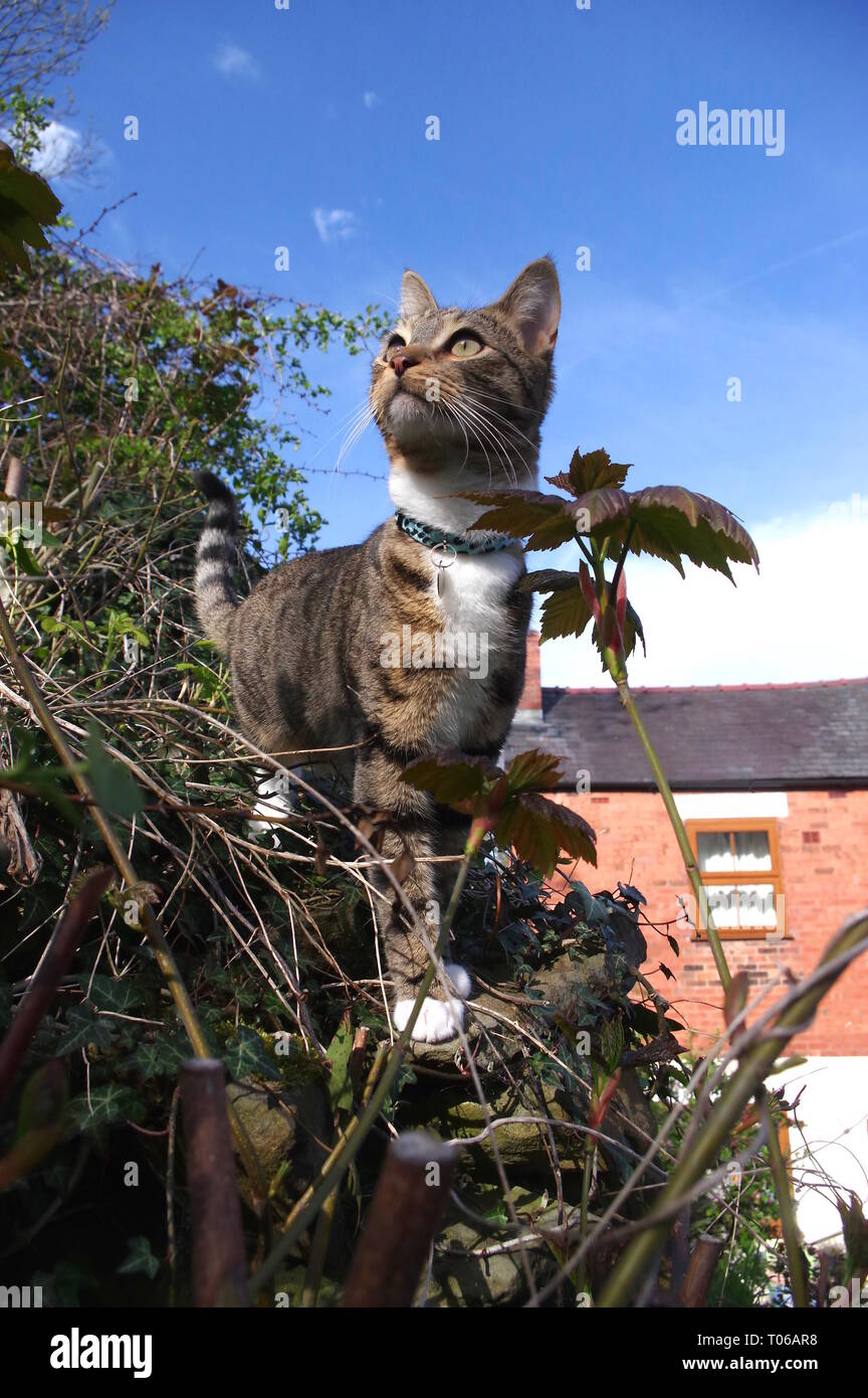 Tabby cat hunting in overgrown garden Stock Photo - Alamy