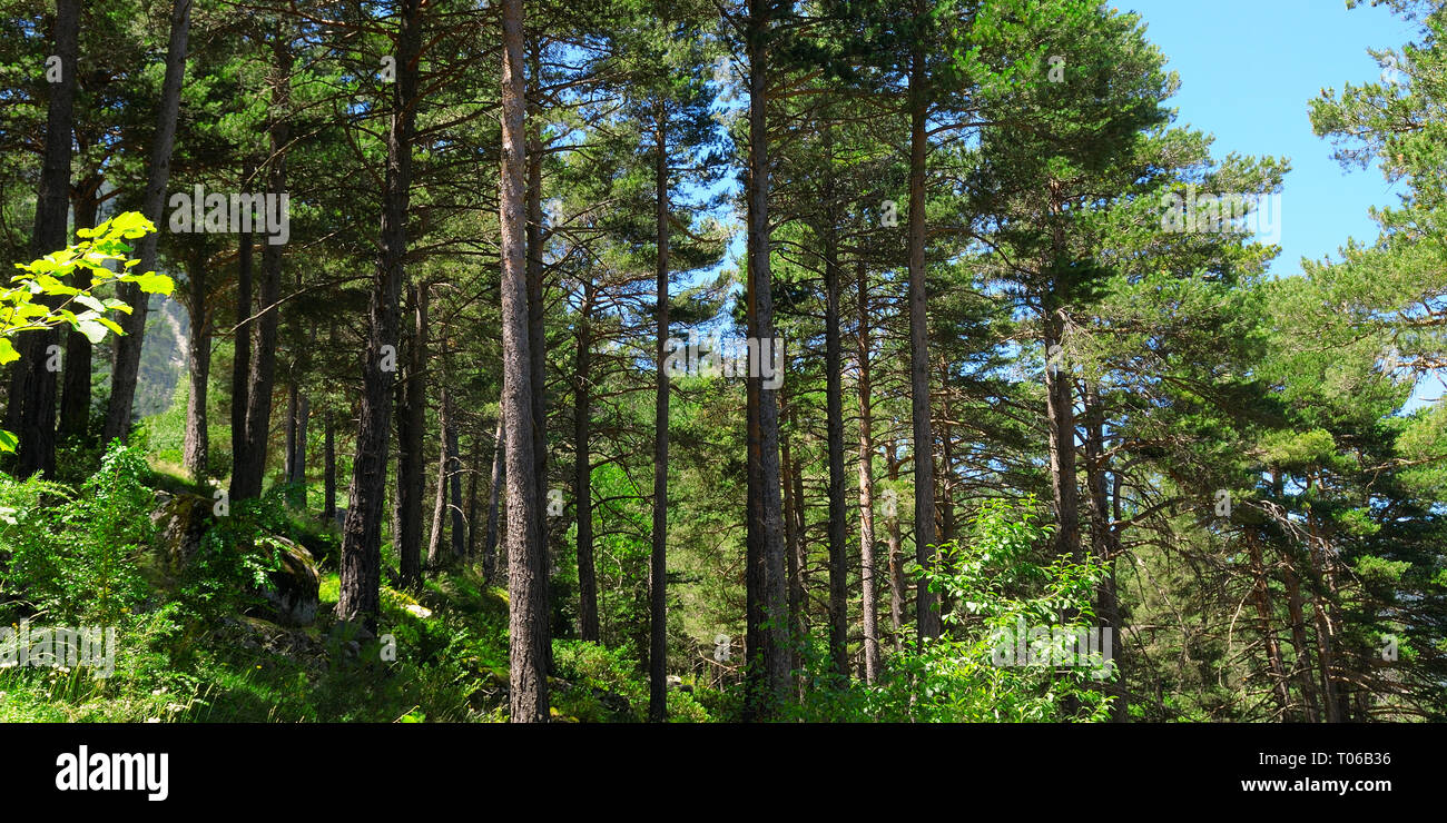 pine wood on the hillside Stock Photo - Alamy