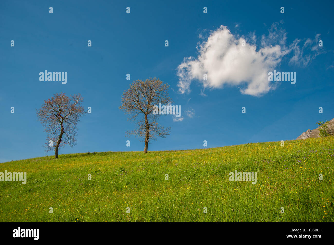 blooming tree in spring Stock Photo - Alamy